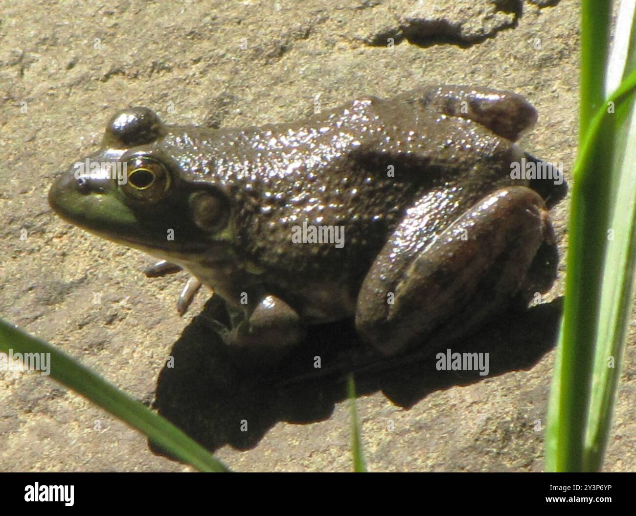 American Bullfrog (Lithobates catesbeianus) Amphibia Stock Photo - Alamy