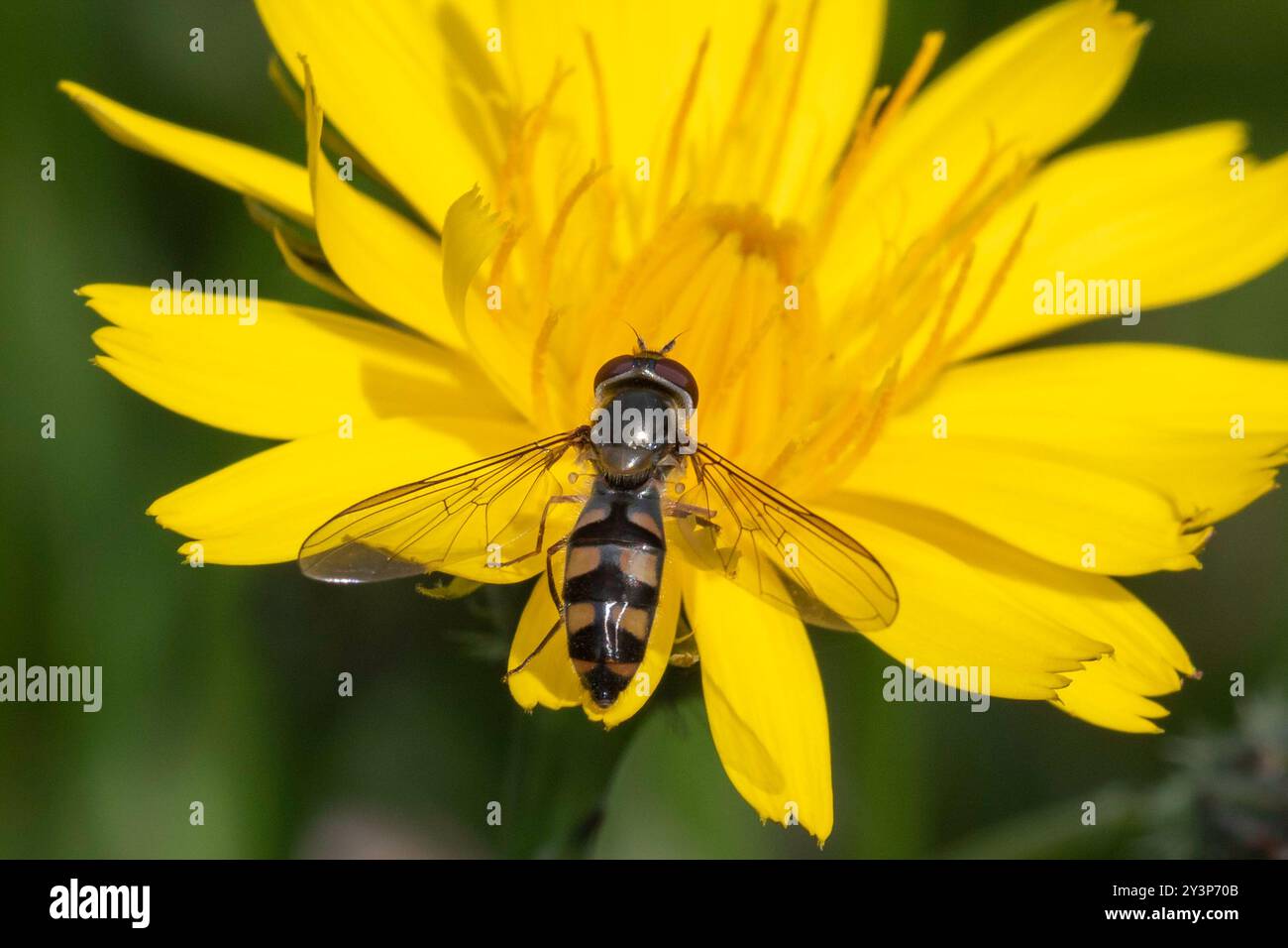 Spotted Thintail (Meliscaeva auricollis) Insecta Stock Photo - Alamy
