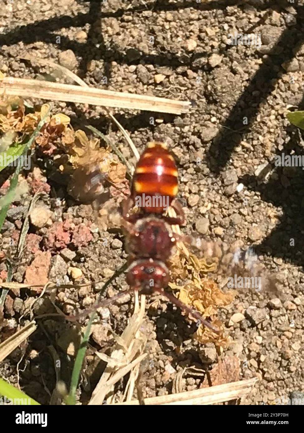 Spotted Nomad Bee (Nomada maculata) Insecta Stock Photo - Alamy