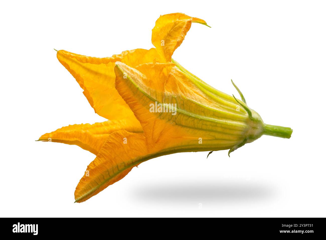 Courget flower hi-res stock photography and images - Alamy