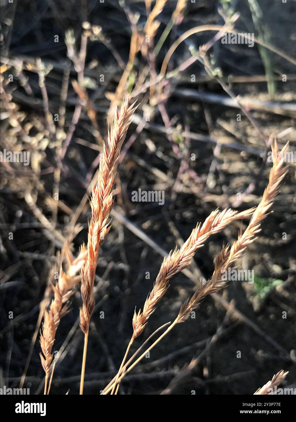 sixweeks grass (Festuca octoflora) Plantae Stock Photo - Alamy