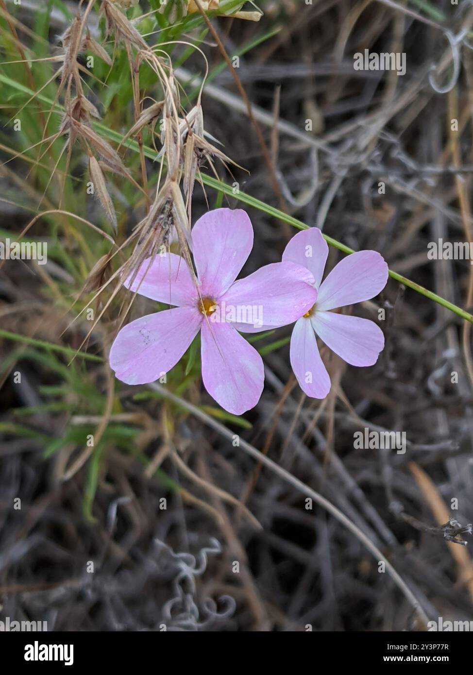 Longleaf Phlox (Phlox longifolia) Plantae Stock Photo - Alamy