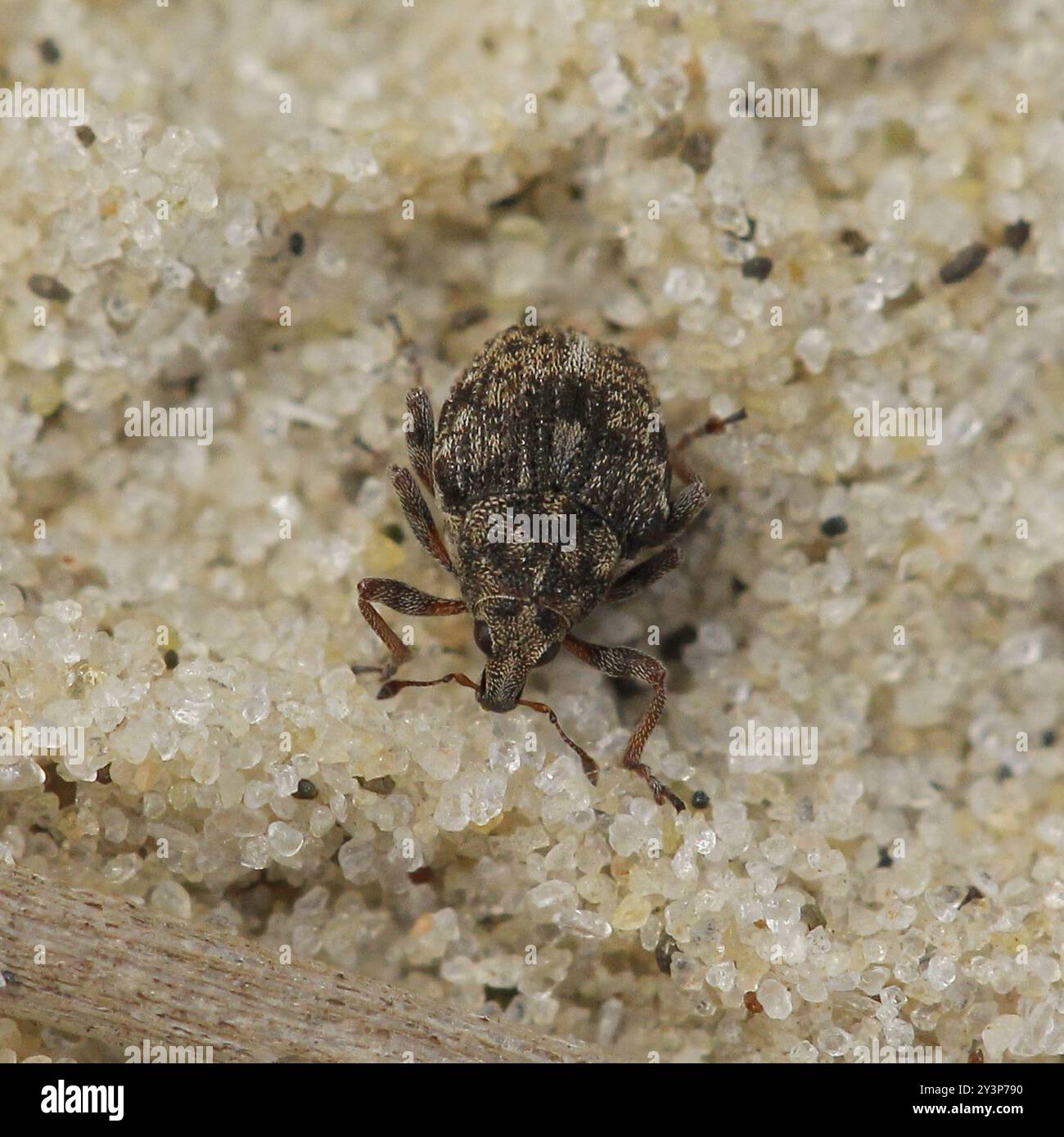 Rhinoncus bruchoides hi-res stock photography and images - Alamy