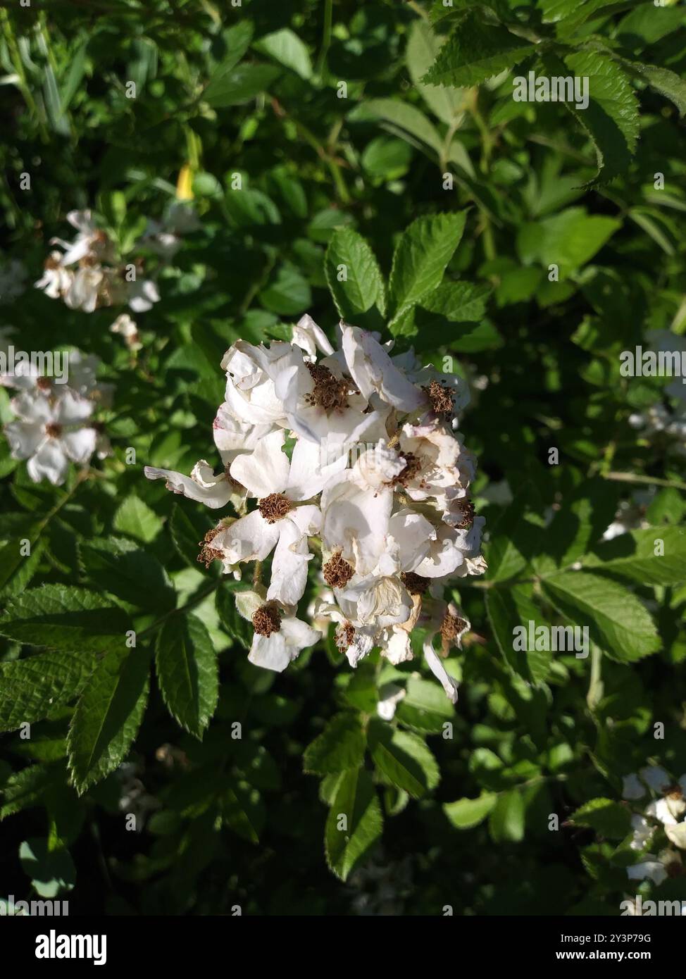multiflora rose (Rosa multiflora) Plantae Stock Photo - Alamy