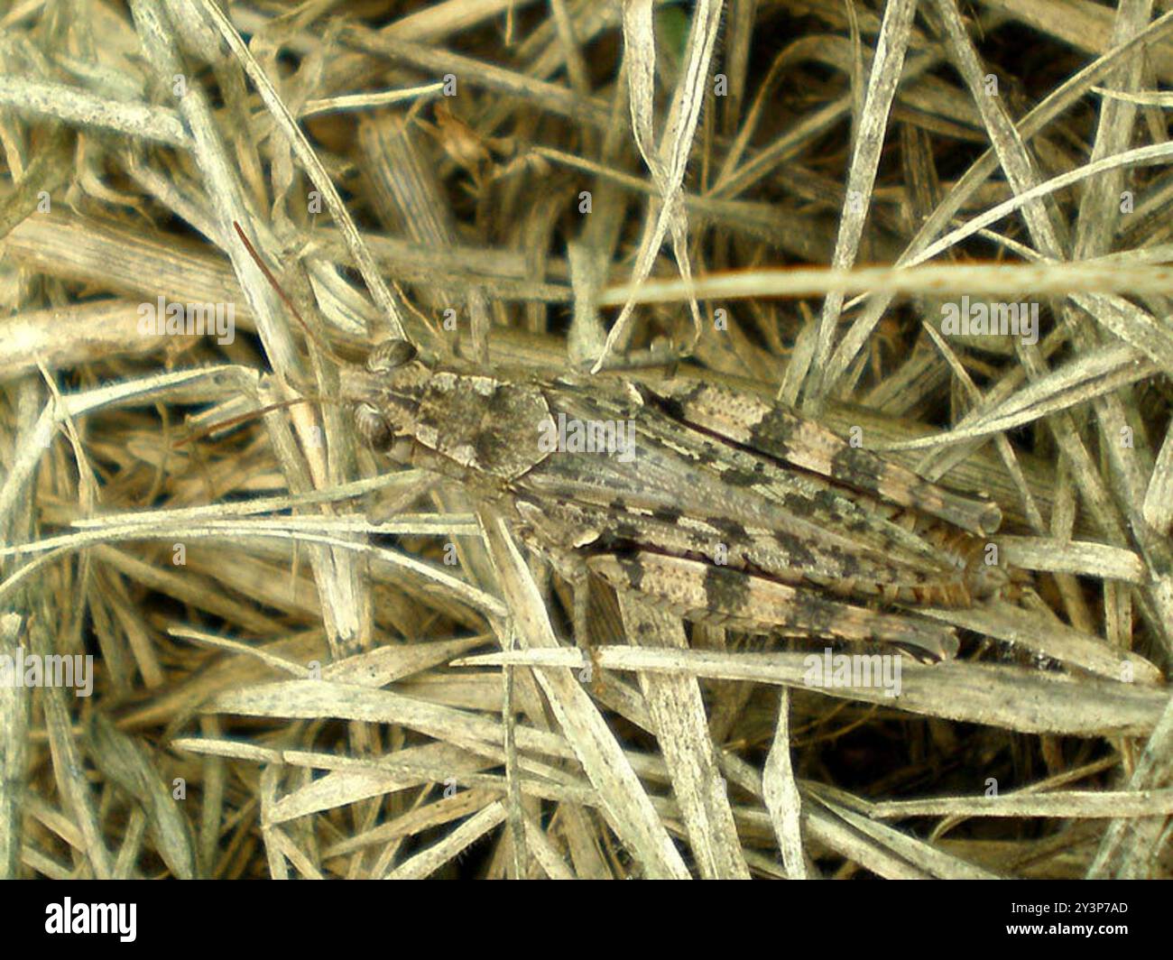 Barbarian Grasshopper (Calliptamus barbarus) Insecta Stock Photo - Alamy