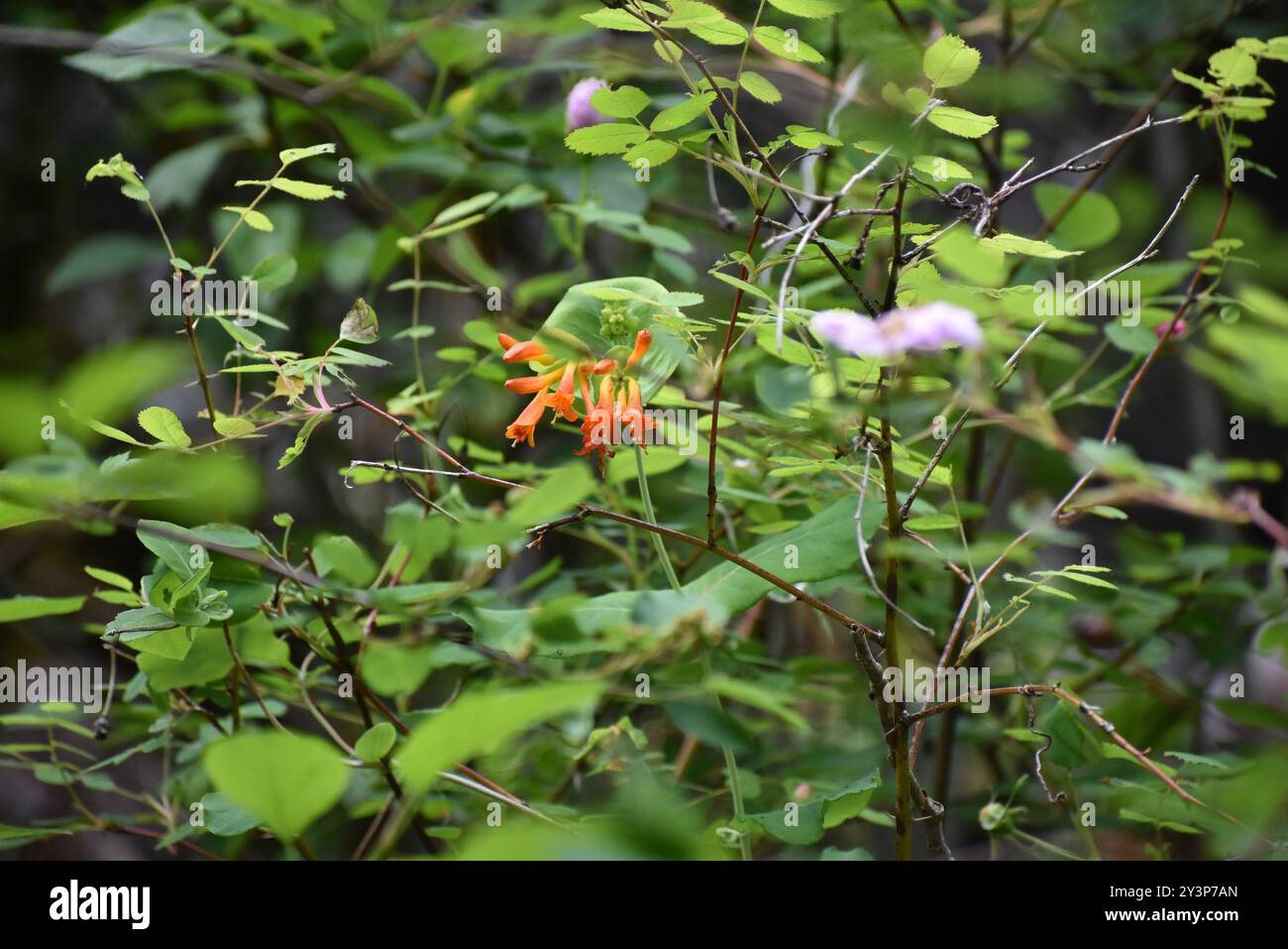 orange honeysuckle (Lonicera ciliosa) Plantae Stock Photo - Alamy