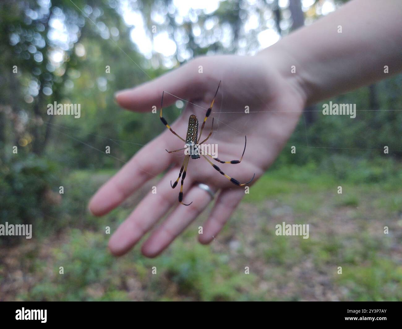 Golden Silk Spider (Trichonephila clavipes) Arachnida Stock Photo - Alamy