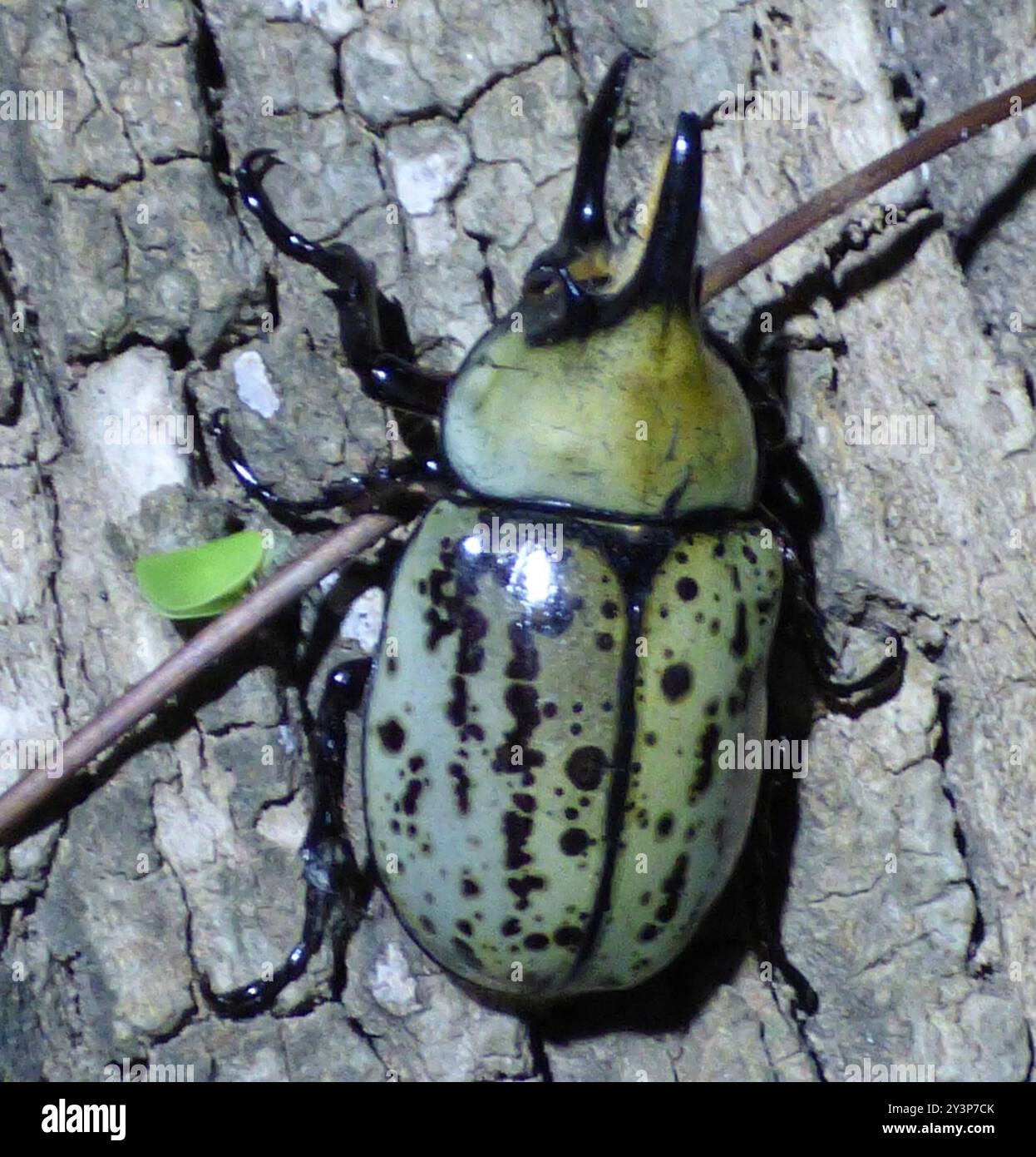 Eastern Hercules Beetle (Dynastes tityus) Insecta Stock Photo - Alamy