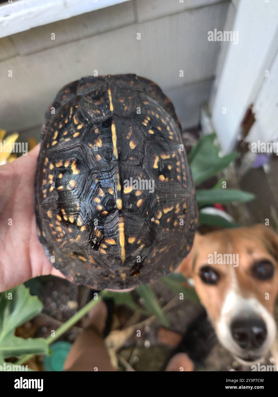 Gulf coast box turtle hi-res stock photography and images - Alamy