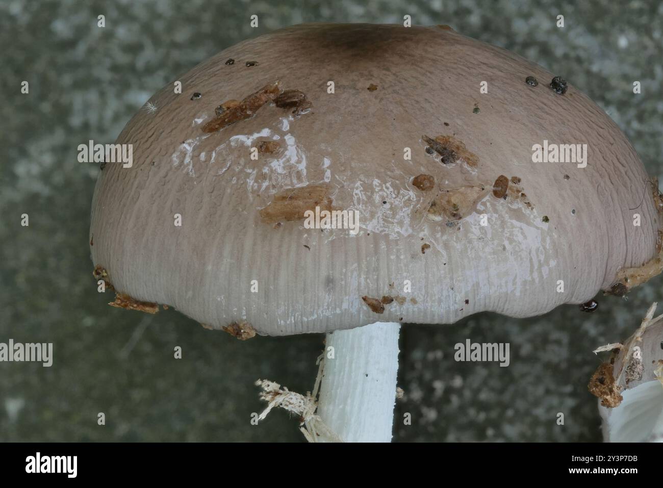 Netted Fieldcap (Bolbitius reticulatus) Fungi Stock Photo - Alamy