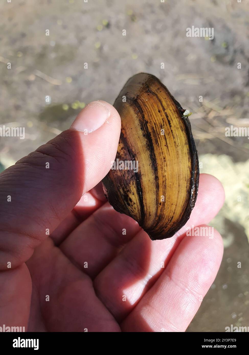 Swollen River-mussel (Unio tumidus) Mollusca Stock Photo - Alamy
