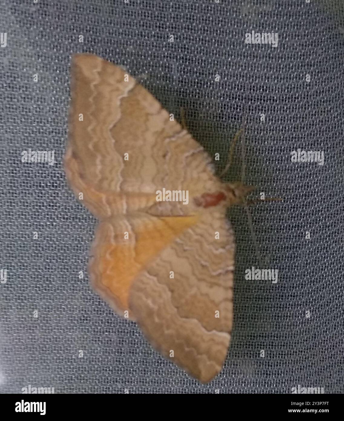 Yellow Shell Moth (Camptogramma bilineata) Insecta Stock Photo - Alamy