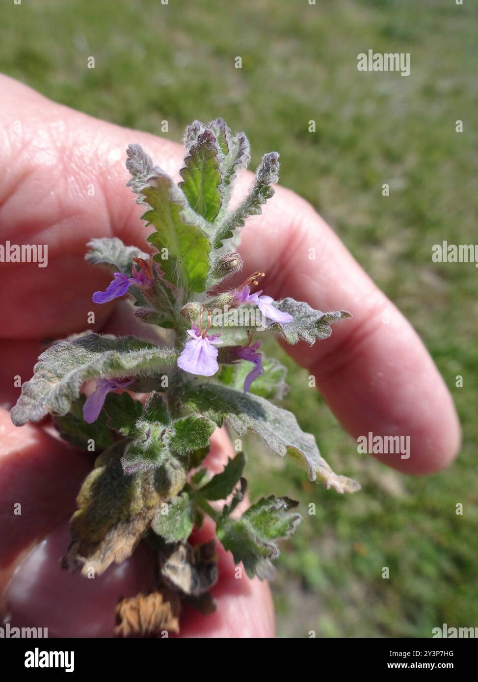 Water Germander (Teucrium scordium) Plantae Stock Photo - Alamy