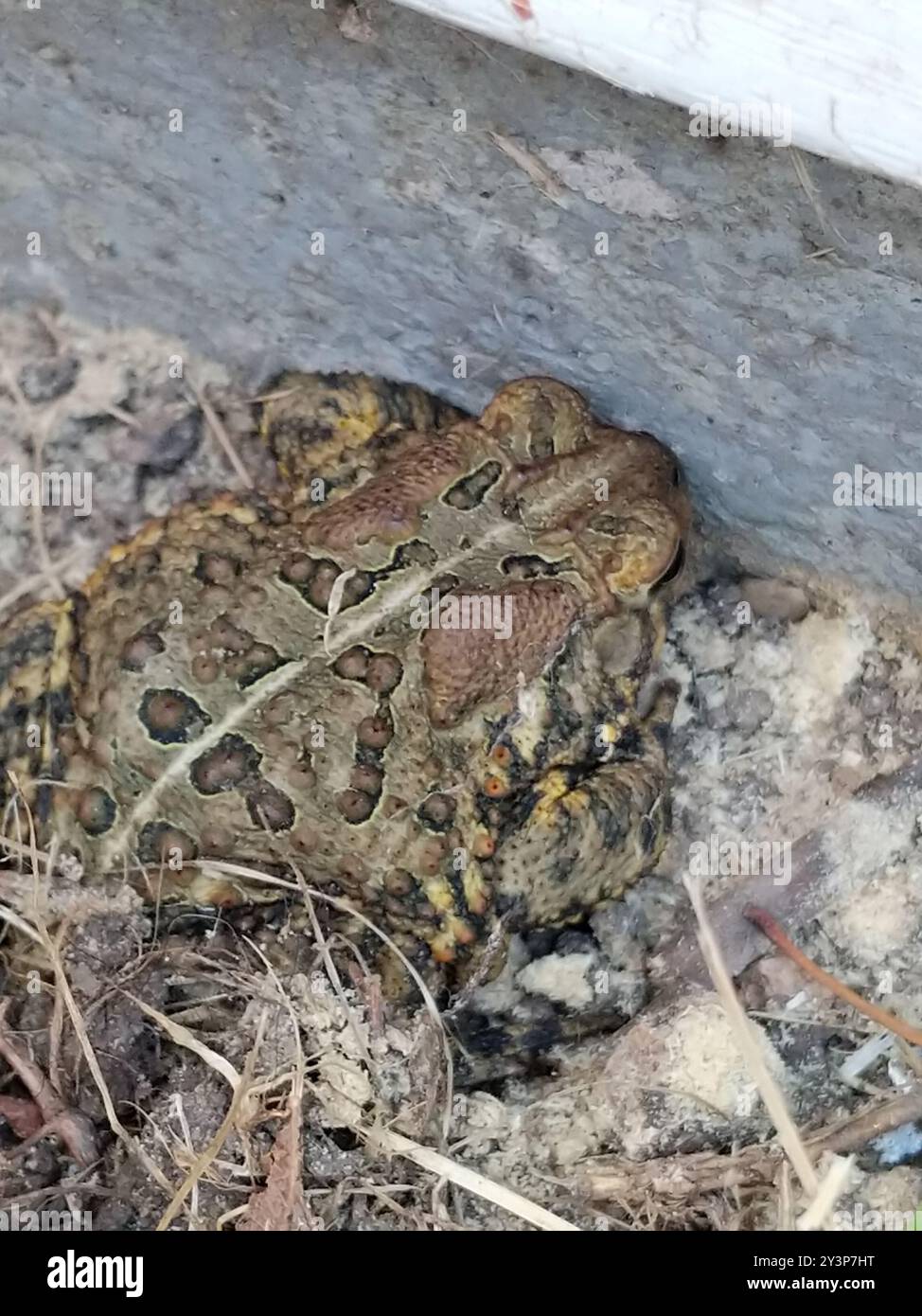 Eastern American Toad (Anaxyrus americanus americanus) Amphibia Stock ...