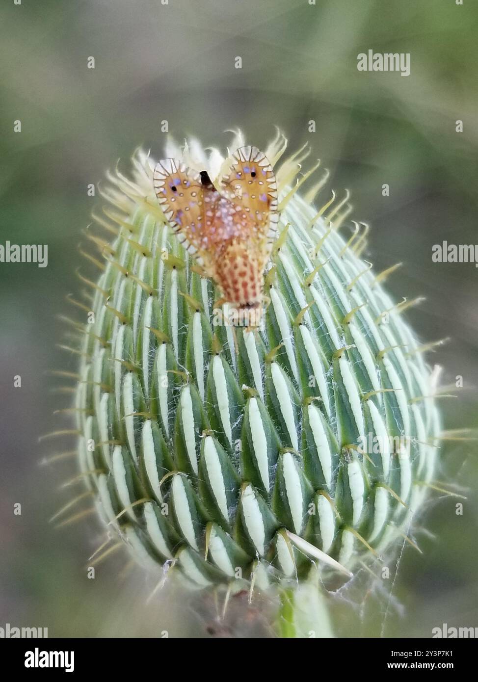 Paracantha hi-res stock photography and images - Alamy