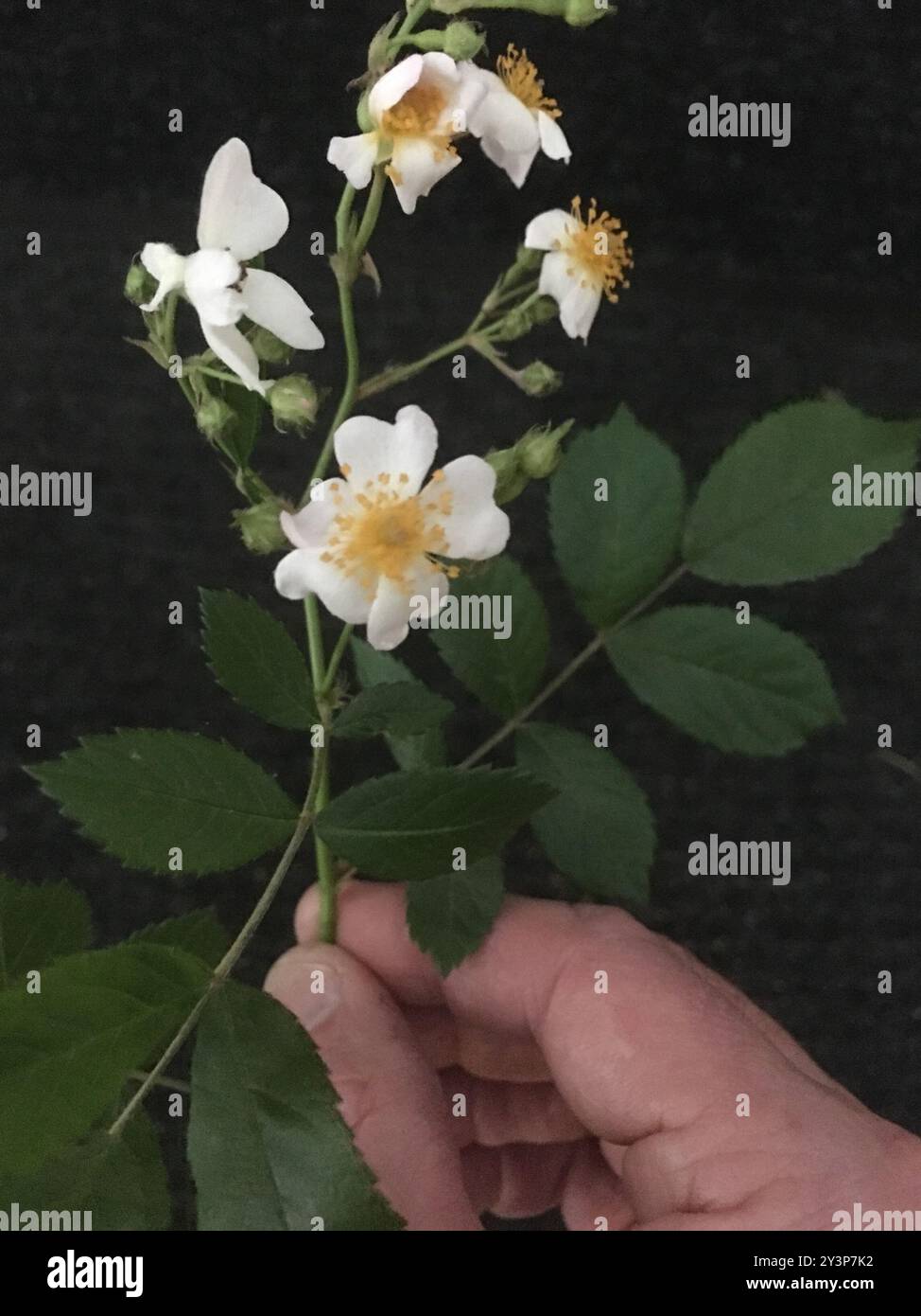 multiflora rose (Rosa multiflora) Plantae Stock Photo - Alamy
