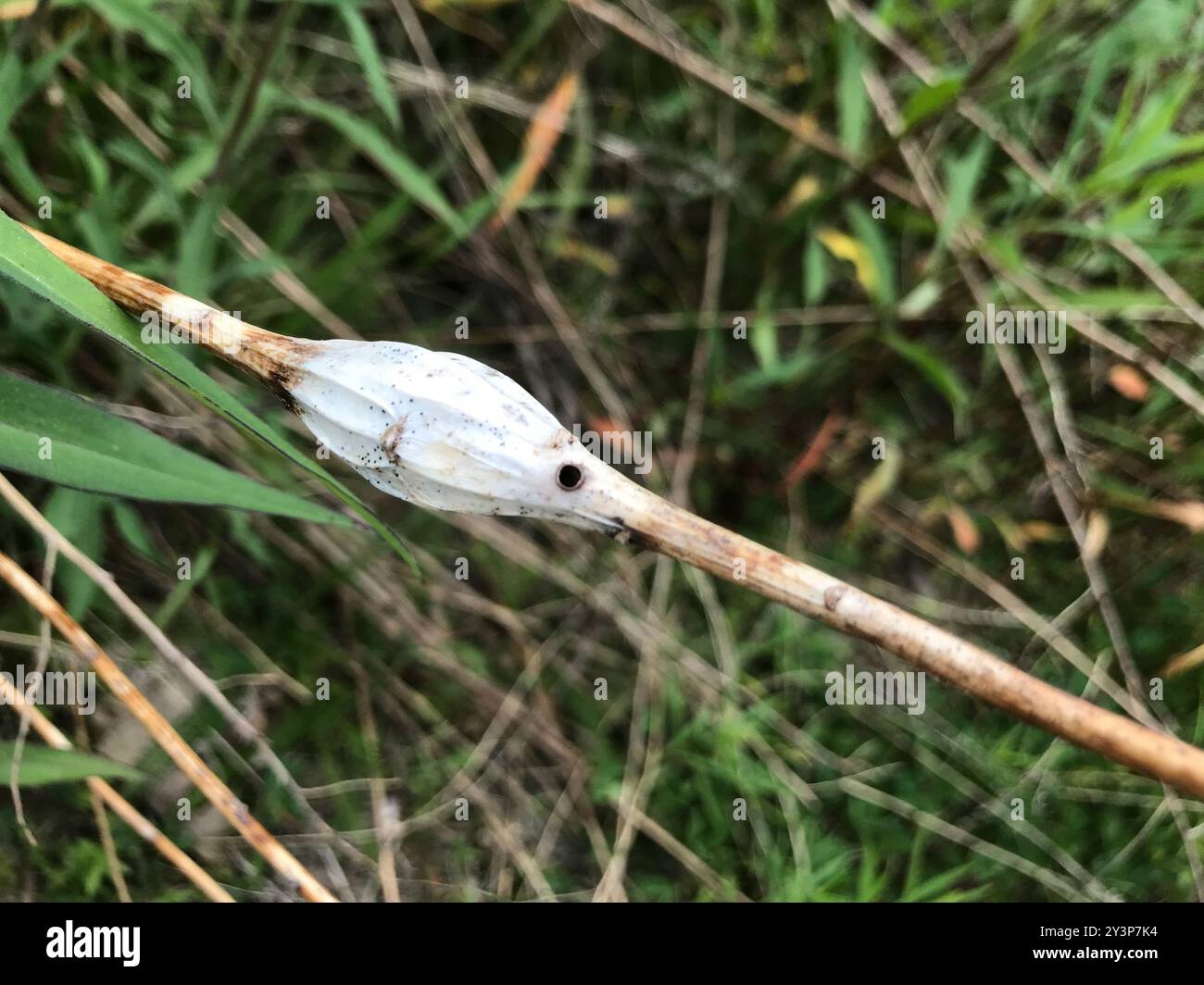Goldenrod Elliptical-Gall Moth (Gnorimoschema gallaesolidaginis ...