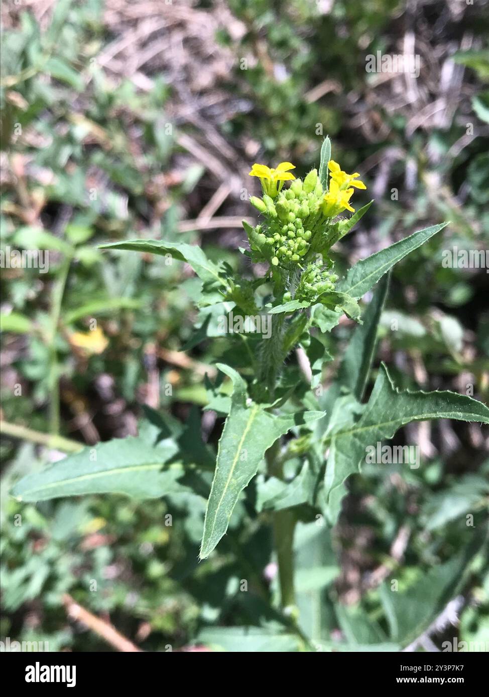 mustard family (Brassicaceae) Plantae Stock Photo - Alamy