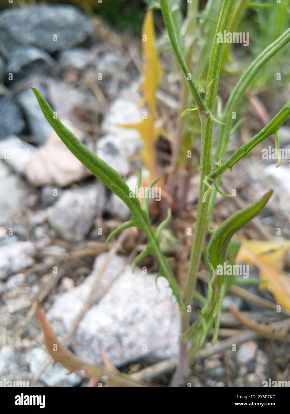 narrow-leaved hawksbeard (Crepis tectorum) Plantae Stock Photo - Alamy