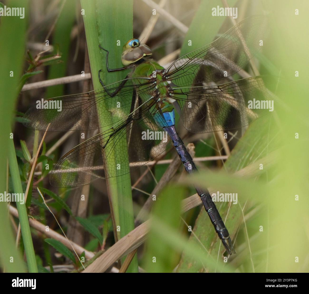Common Green Darner (Anax junius) Insecta Stock Photo - Alamy