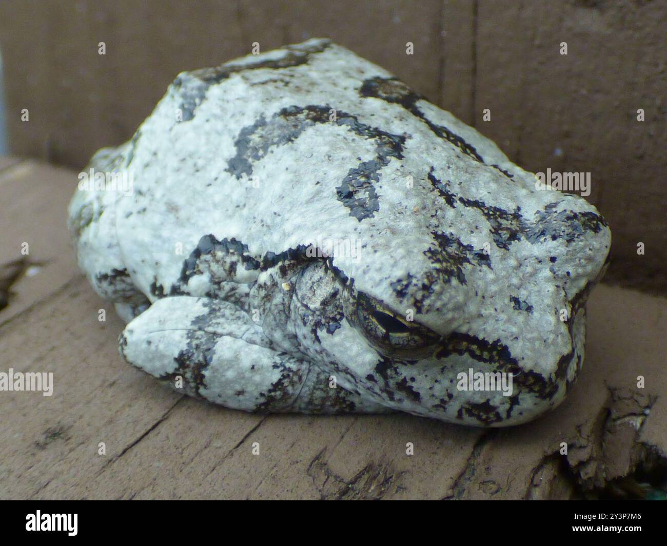 Cope's Gray Treefrog (Hyla chrysoscelis) Amphibia Stock Photo - Alamy