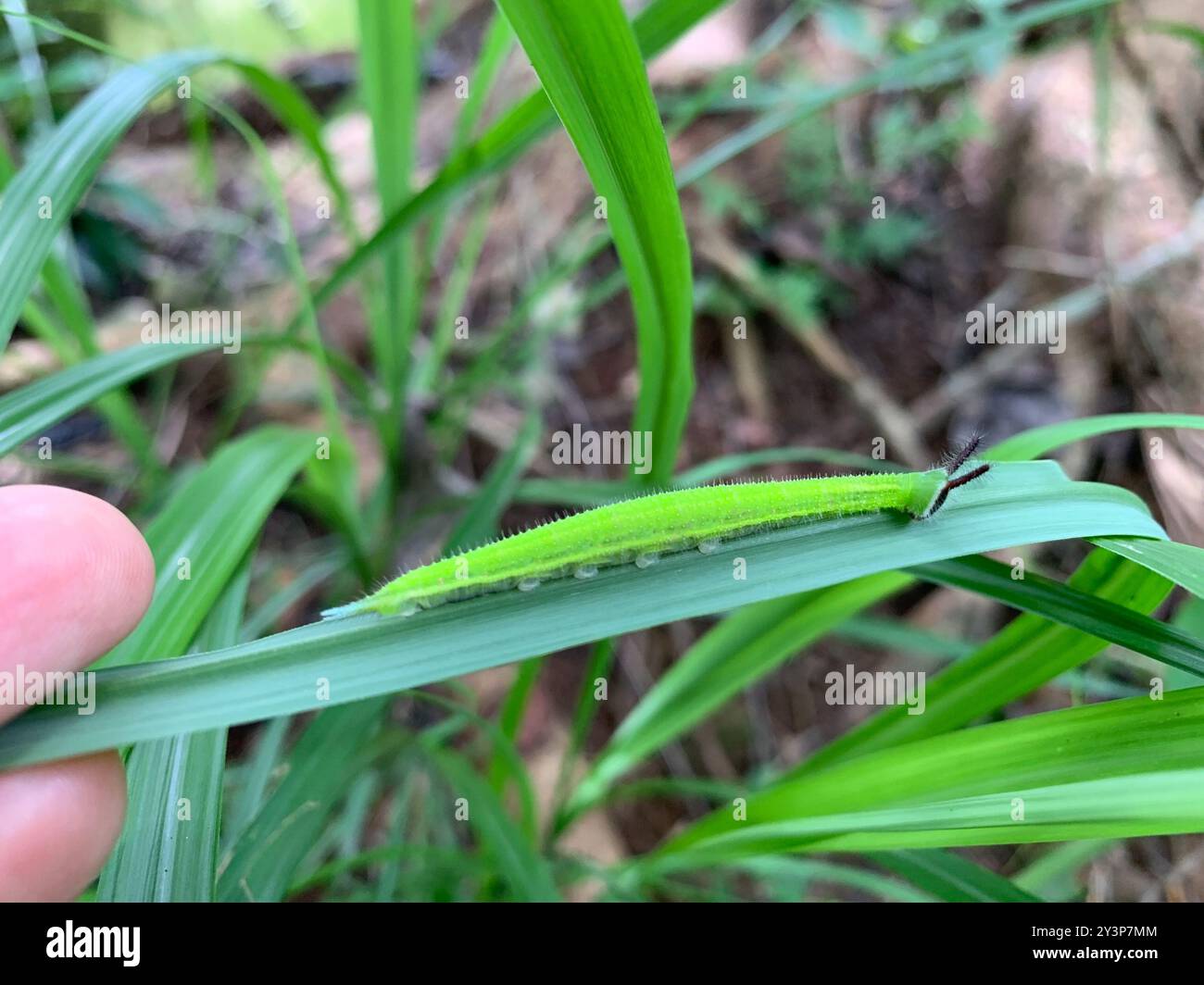 (Melanitis phedima polishana) Insecta Stock Photo - Alamy
