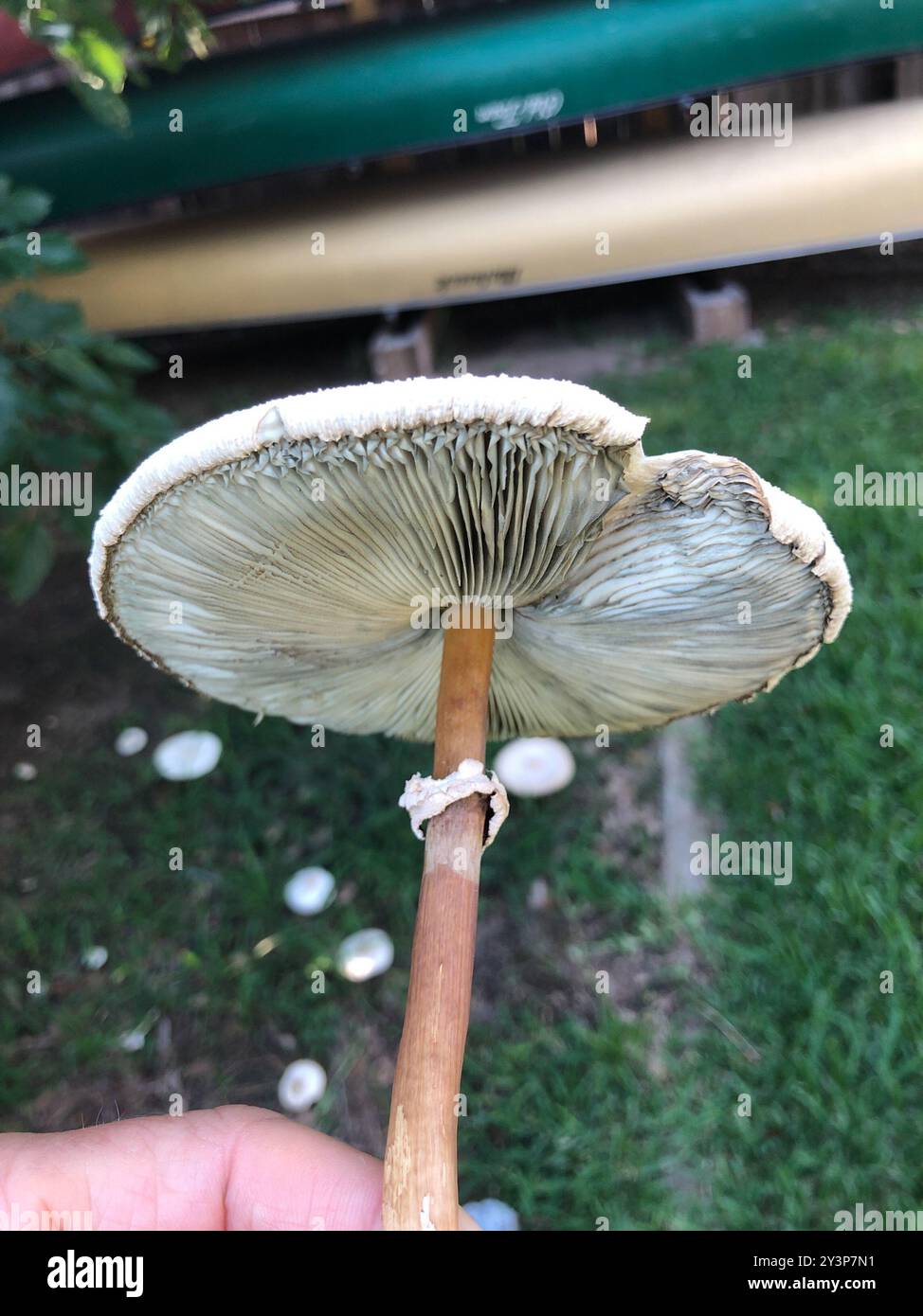 green-spored parasol (Chlorophyllum molybdites) Fungi Stock Photo - Alamy