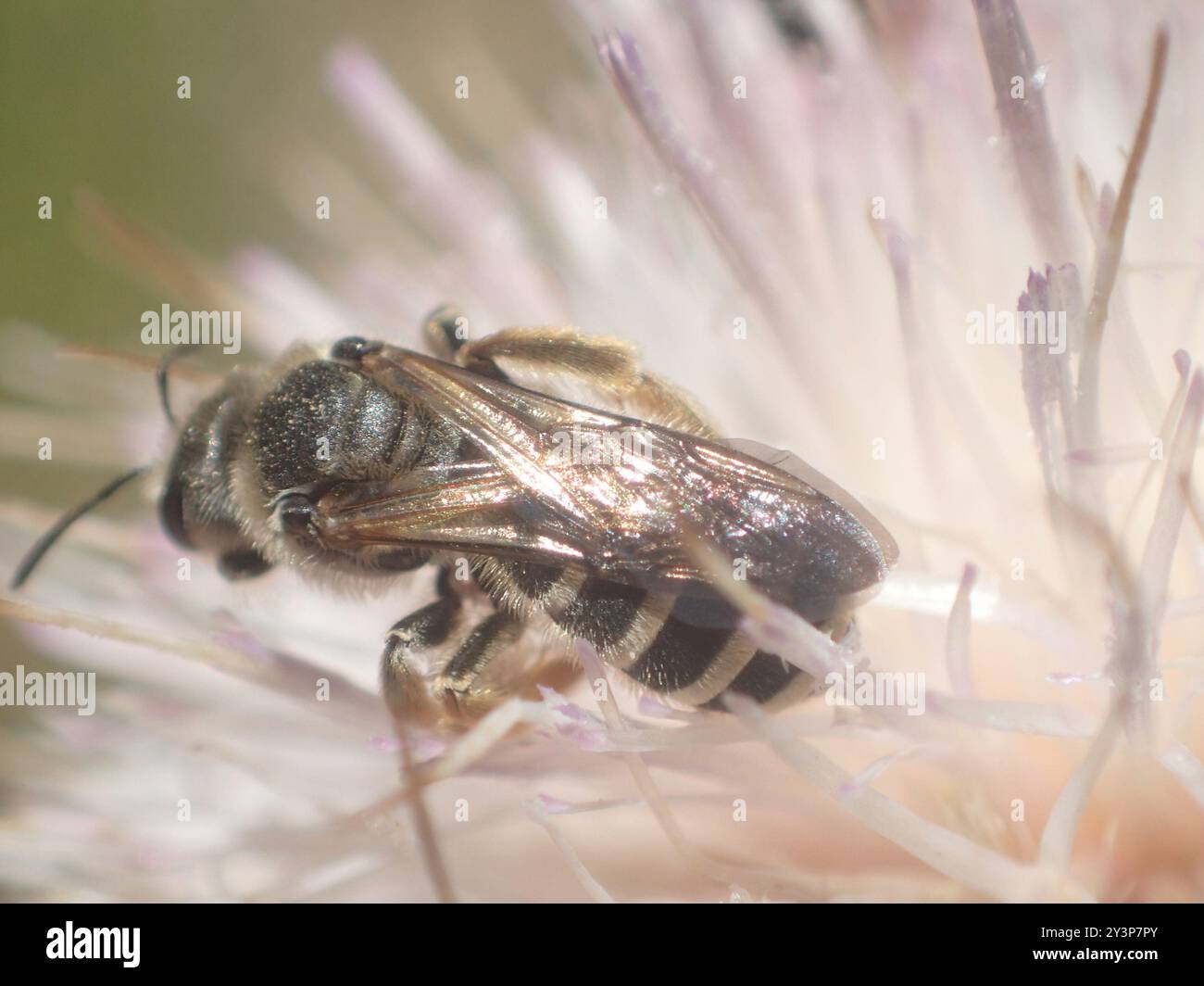 Wide-striped Sweat Bee (Halictus farinosus) Insecta Stock Photo - Alamy