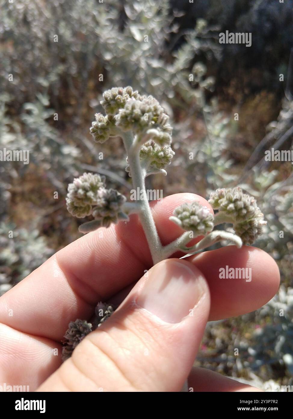 Woolly Yerba Santa (Eriodictyon tomentosum) Plantae Stock Photo - Alamy