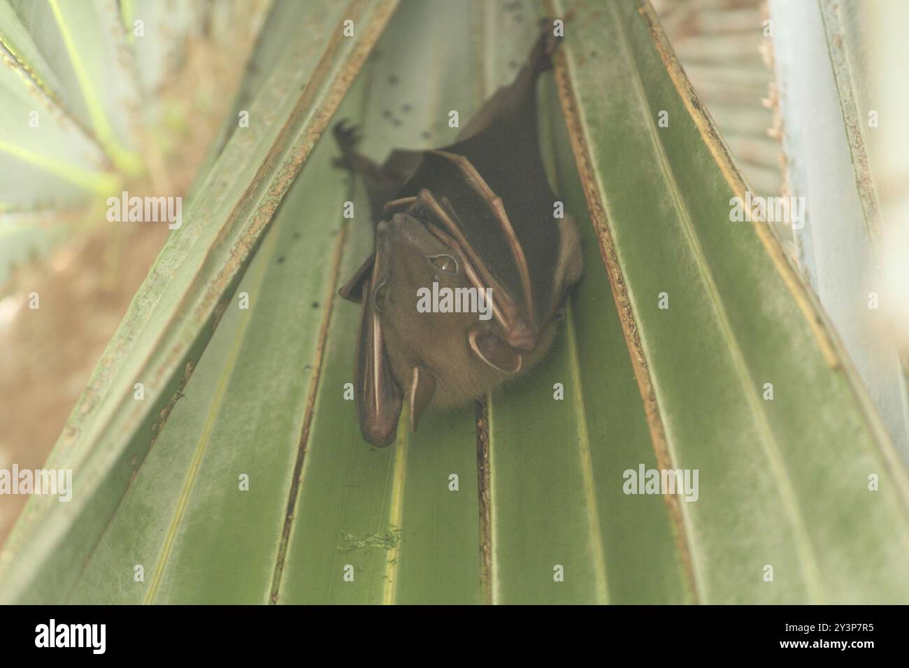 Short-nosed Fruit Bats (Cynopterus) Mammalia Stock Photo - Alamy