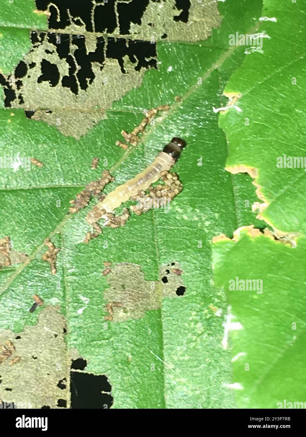Tortricid Leafroller Moths and Allies (Tortricoidea) Insecta Stock ...