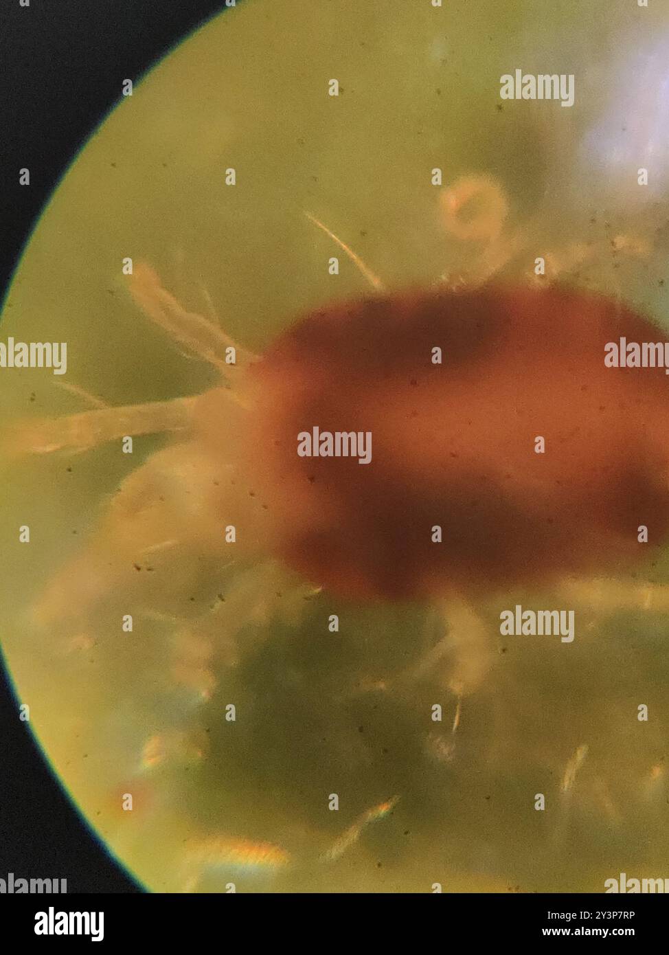Spider Mites (Tetranychidae) Arachnida Stock Photo - Alamy