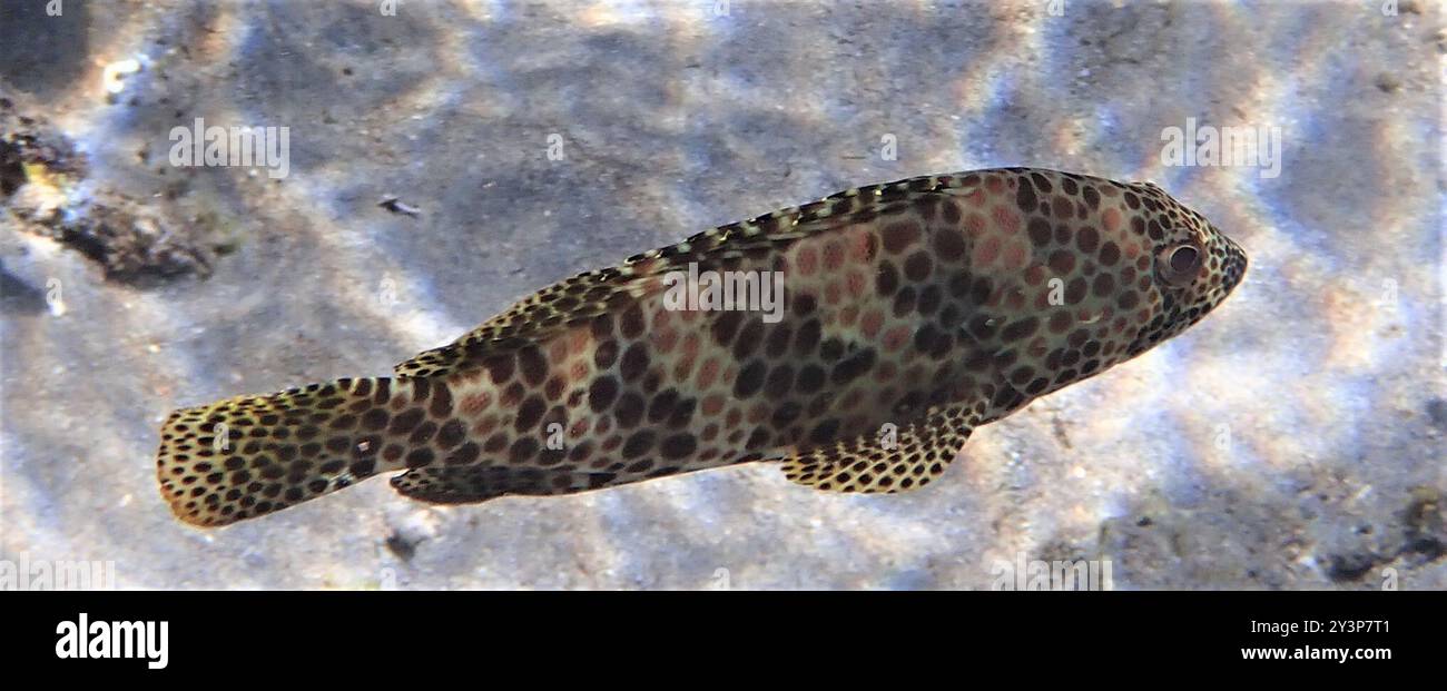 Honeycomb Grouper (Epinephelus merra) Actinopterygii Stock Photo - Alamy