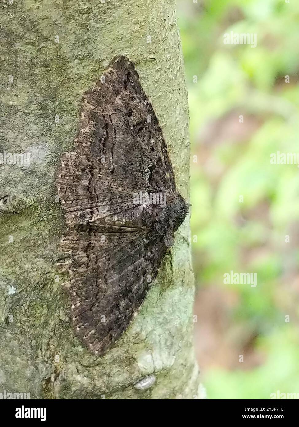 Green-dusted Zale Moth (Zale aeruginosa) Insecta Stock Photo - Alamy