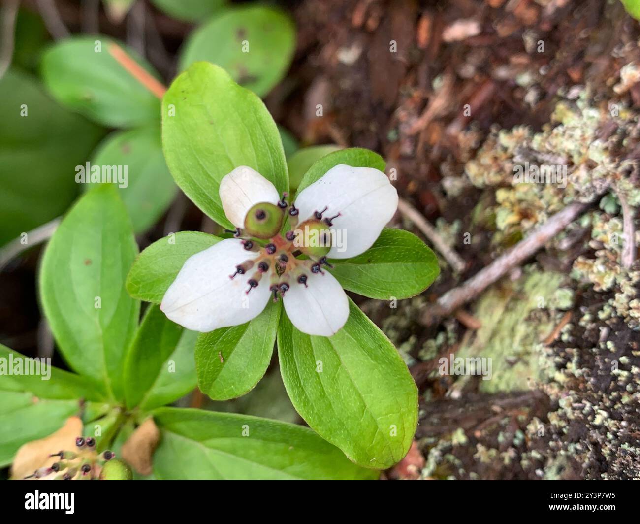 Western Bunchberry (Cornus unalaschkensis) Plantae Stock Photo - Alamy