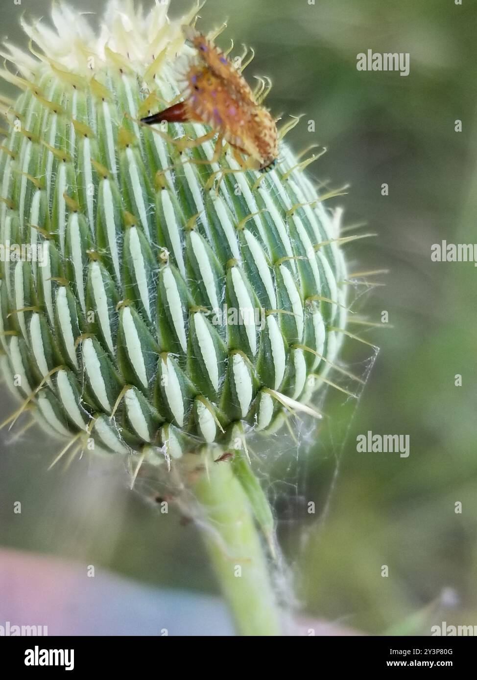 Paracantha hi-res stock photography and images - Alamy