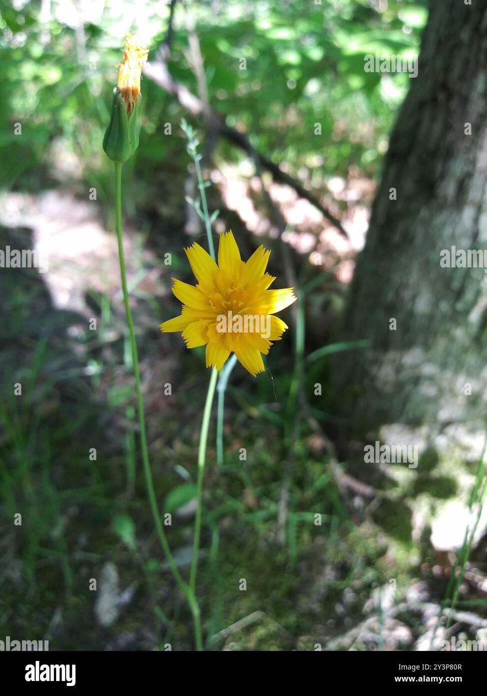 Two-flower Dwarf-dandelion (Krigia biflora) Plantae Stock Photo - Alamy