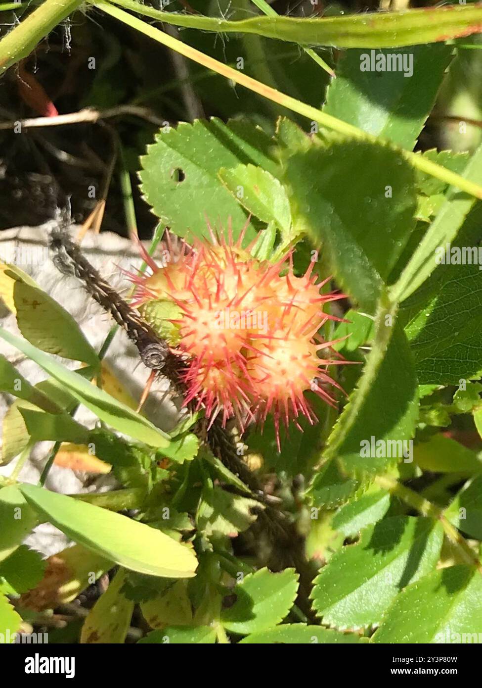 (Diplolepis polita) Insecta Stock Photo - Alamy