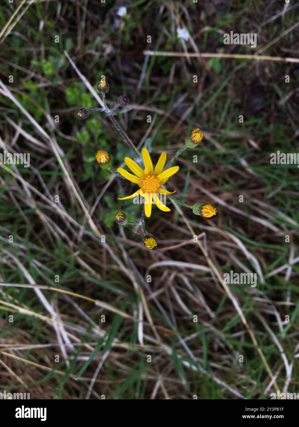 balsam ragwort (Packera paupercula) Plantae Stock Photo - Alamy