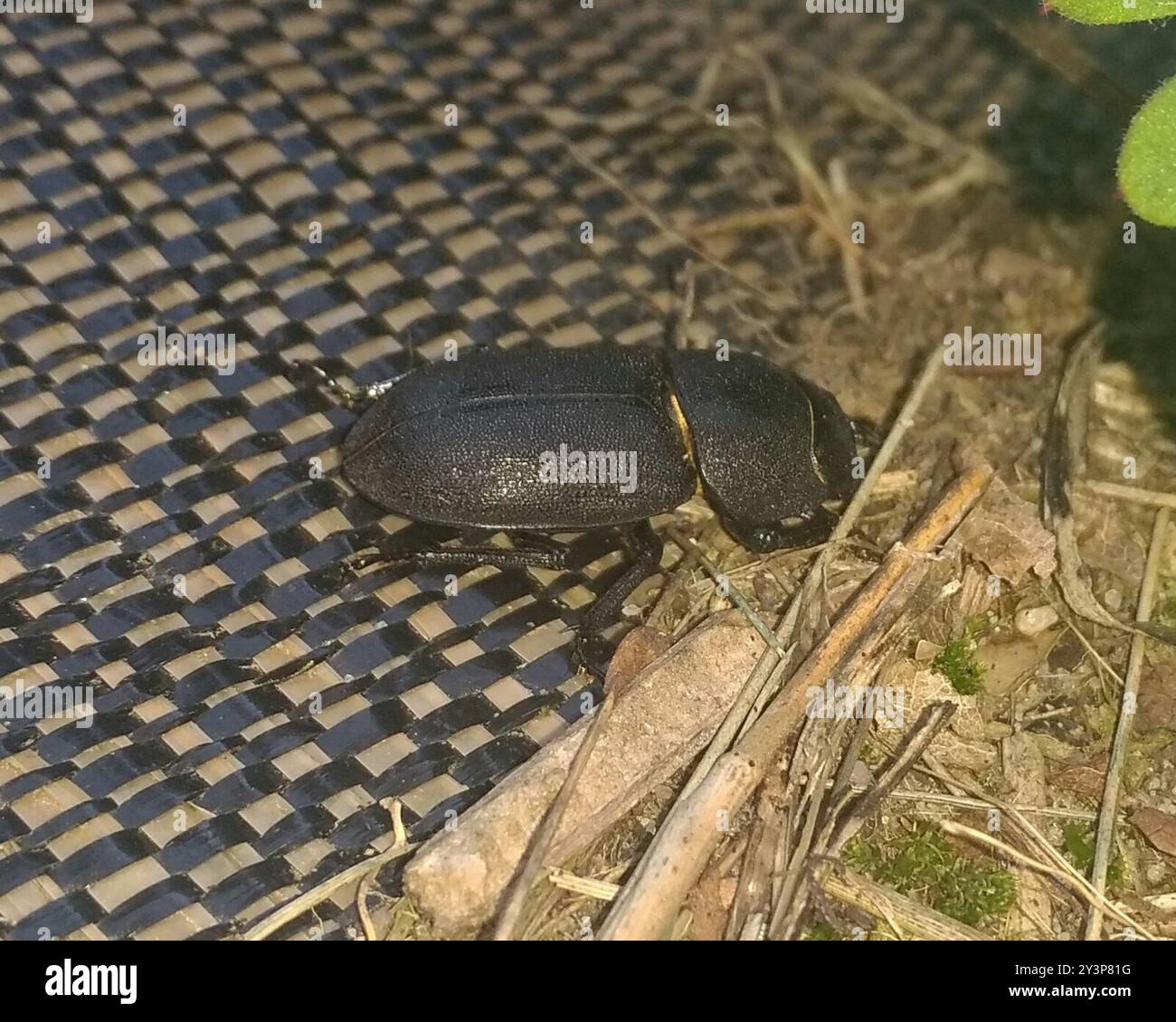 Lesser Stag Beetle (Dorcus parallelipipedus) Insecta Stock Photo - Alamy