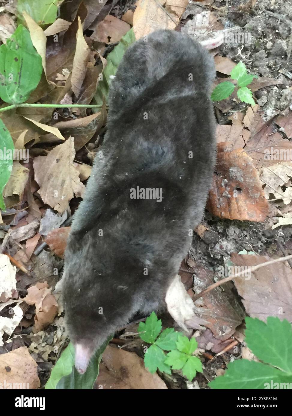 Eastern Mole (Scalopus aquaticus) Mammalia Stock Photo - Alamy