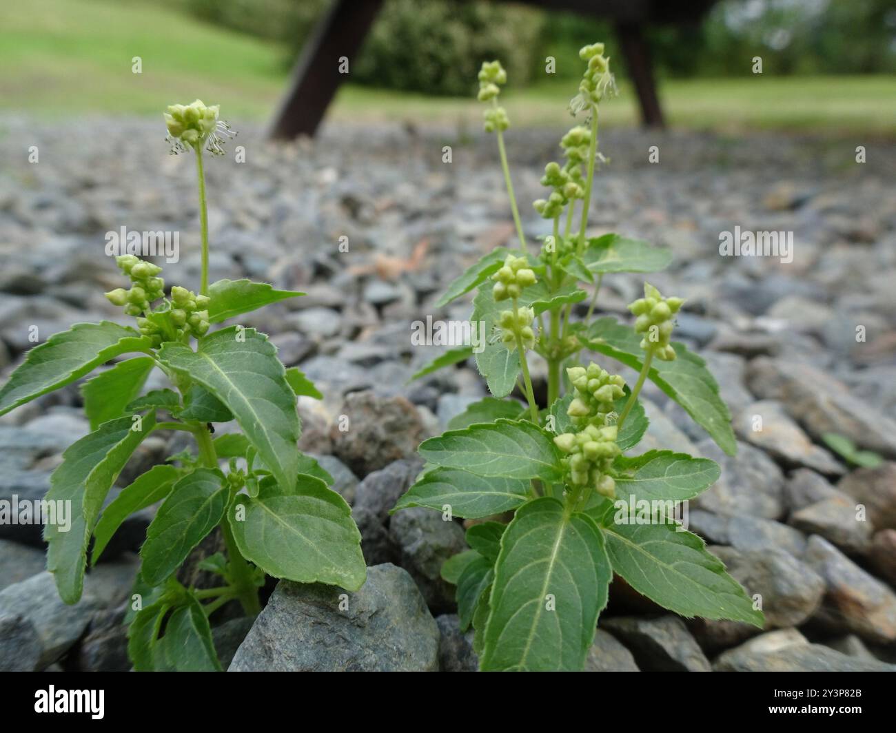 Sharp-leaved Fluellen (Kickxia elatine) Plantae Stock Photo - Alamy