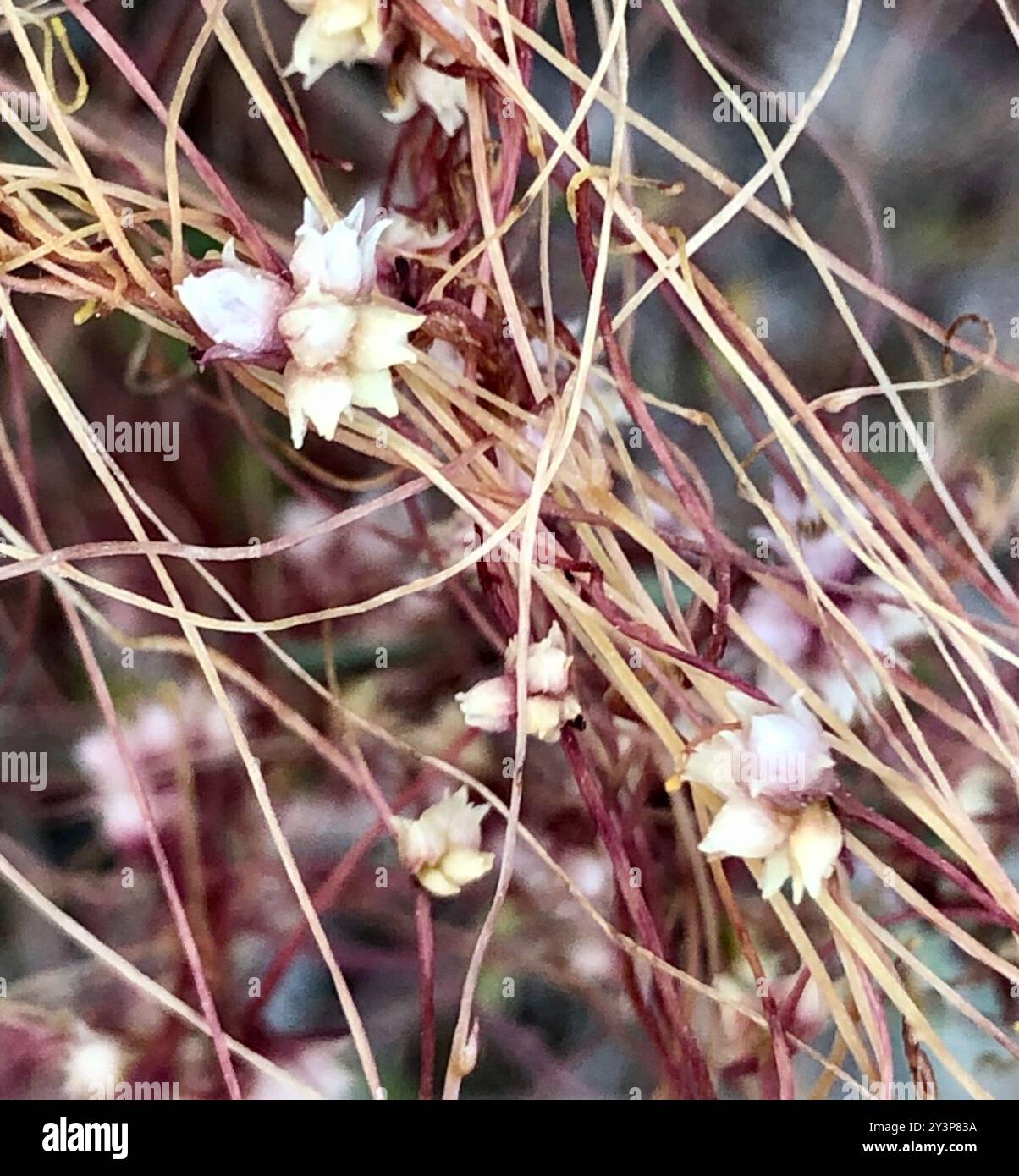 Clover Dodder (Cuscuta epithymum) Plantae Stock Photo - Alamy
