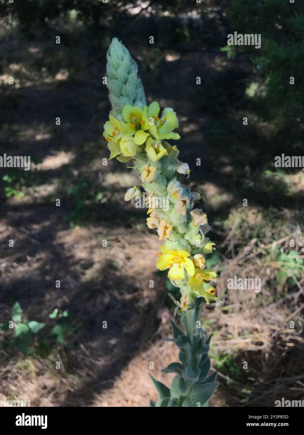 great mullein (Verbascum thapsus) Plantae Stock Photo - Alamy