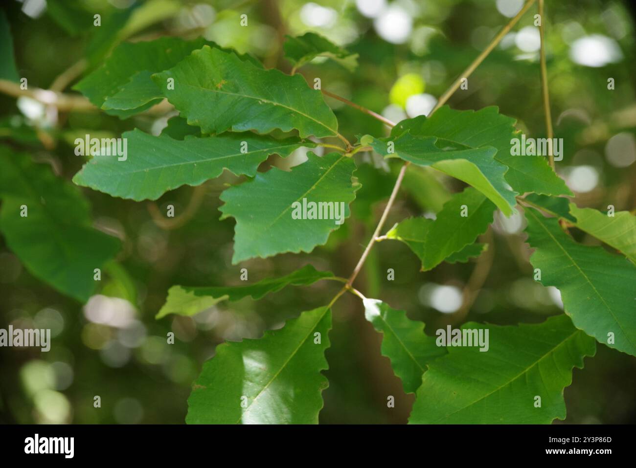swamp chestnut oak (Quercus michauxii) Plantae Stock Photo - Alamy