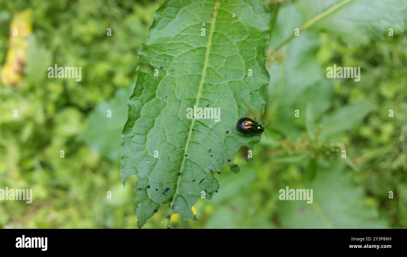 Green Dock Beetle (Gastrophysa viridula) Insecta Stock Photo - Alamy