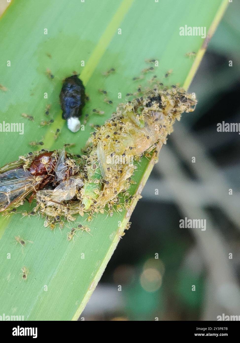 Ghost Ant (Tapinoma melanocephalum) Insecta Stock Photo - Alamy