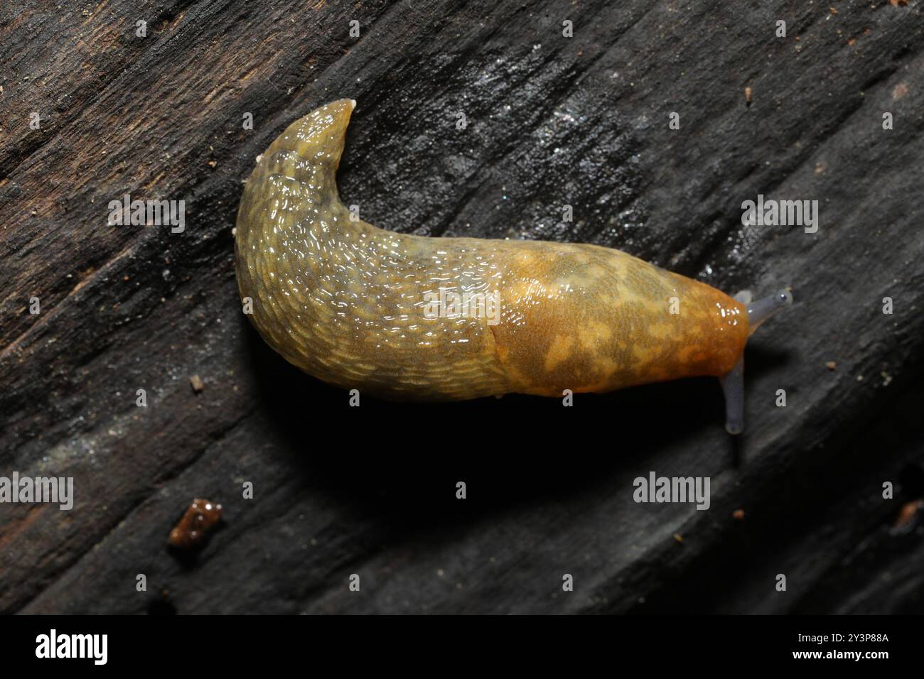 Green Cellar Slug (Limacus maculatus) Mollusca Stock Photo - Alamy