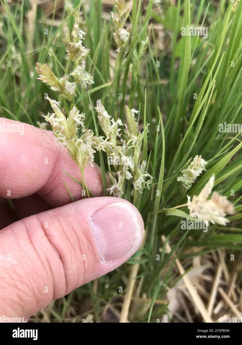 Saltgrass (Distichlis spicata) Plantae Stock Photo - Alamy