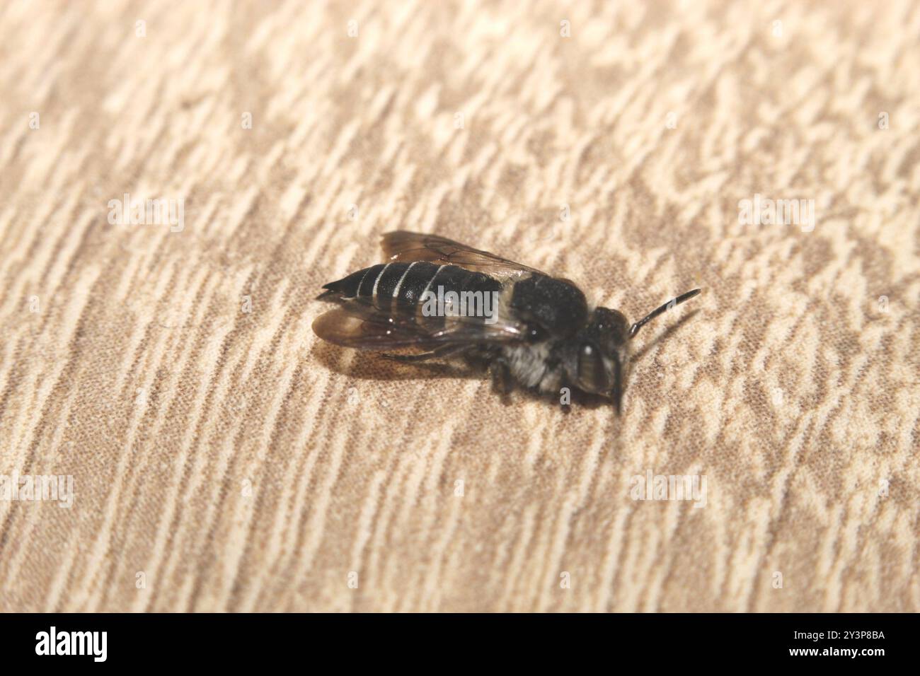 Shiny-vented Sharp-tail Bee (Coelioxys inermis) Insecta Stock Photo - Alamy